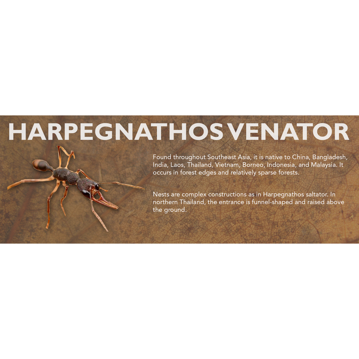 Harpegnathos venator - Ant Label – Cloud Forest Design