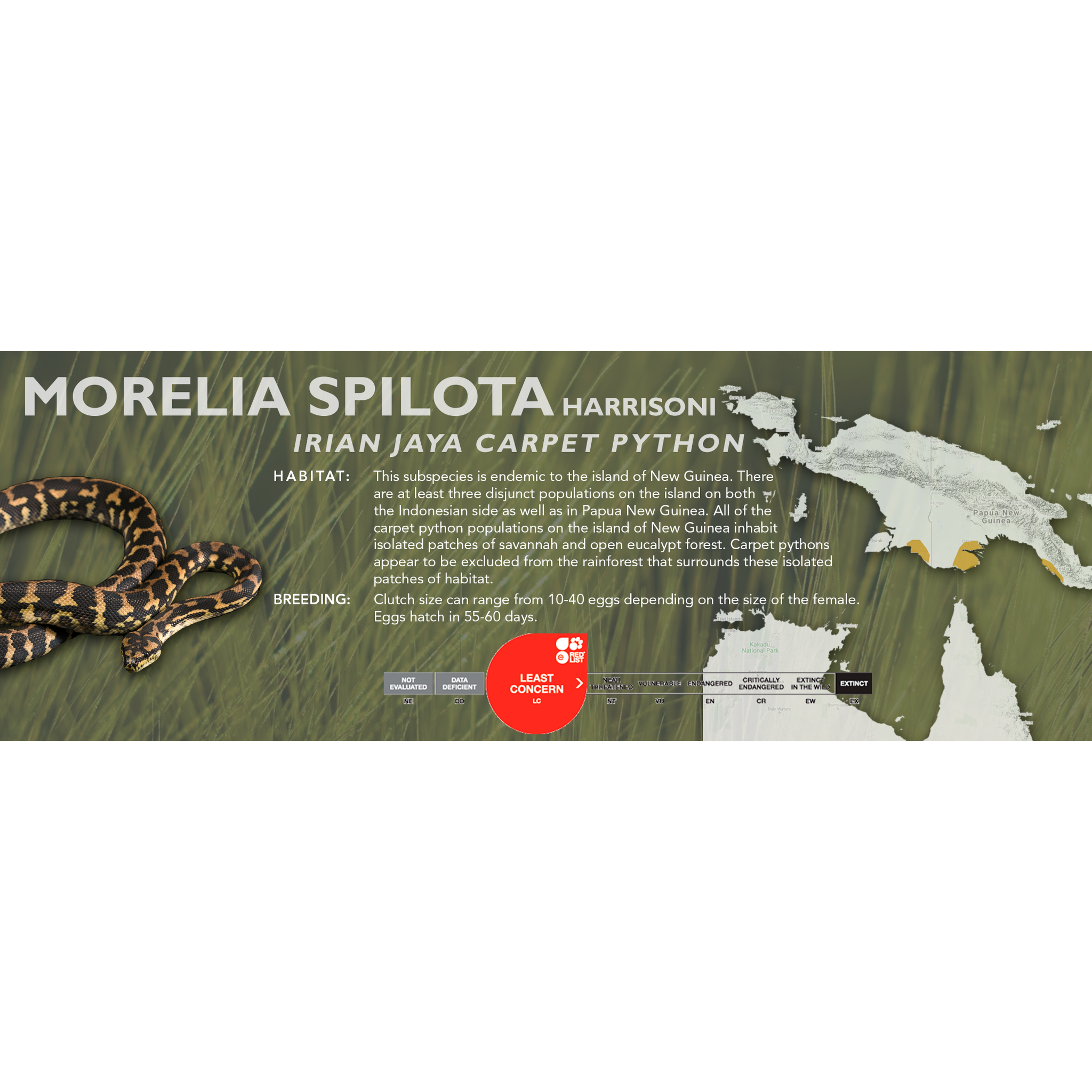 Carpet Python (Morelia spilota) Classic Vivarium Label – Cloud Forest ...