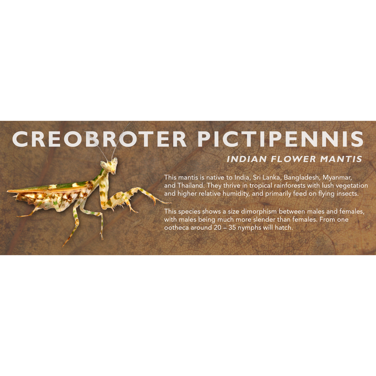 Creobroter pictipennis (Indian Flower Mantis) - Mantis Label – Cloud ...