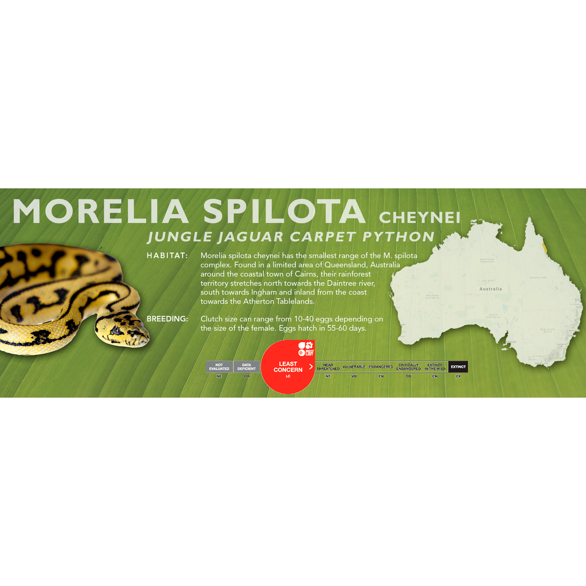 Carpet Python (Morelia spilota) Standard Vivarium Label – Cloud Forest Design
