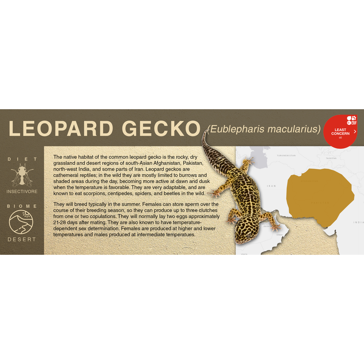 Leopard Gecko (Eublepharis macularius) - Black Series Vivarium Label ...
