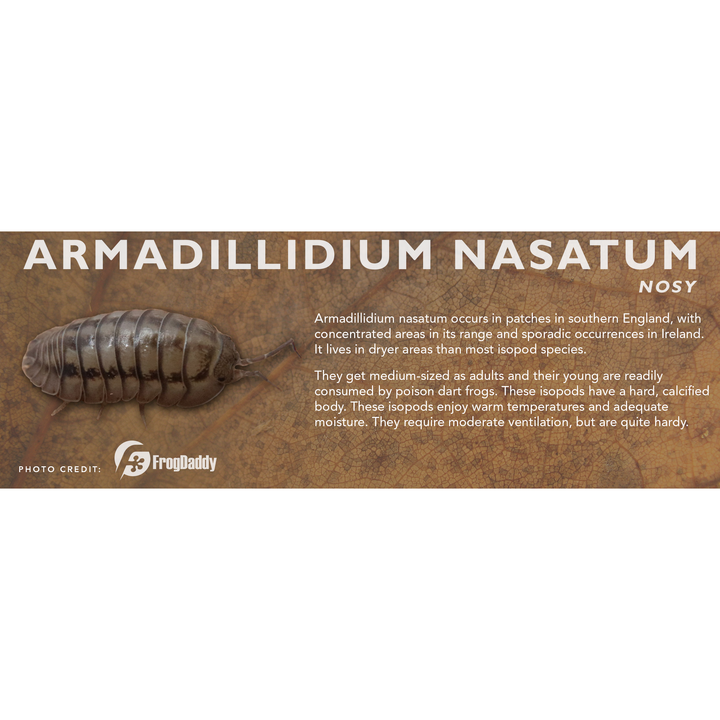 Isopods – Cloud Forest Design