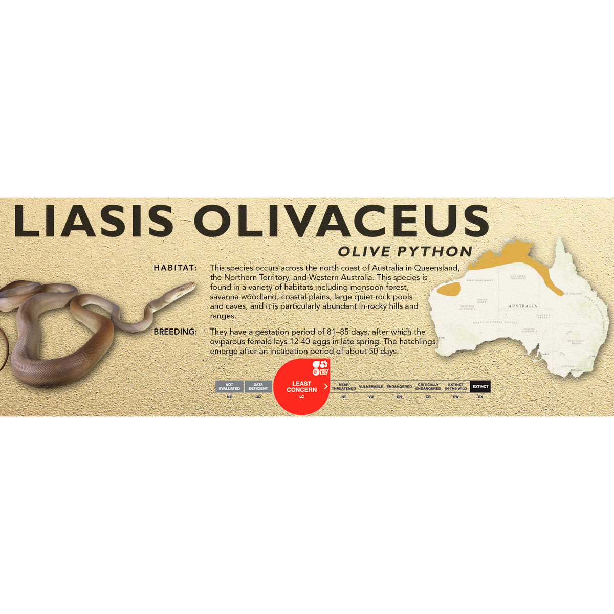 Olive Python (Liasis olivaceus) Standard Vivarium Label – Cloud Forest ...