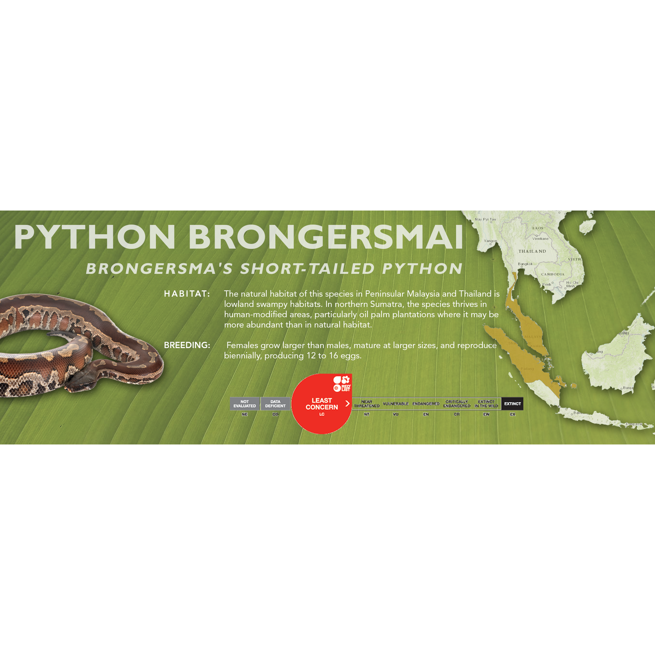 Pythons – Cloud Forest Design