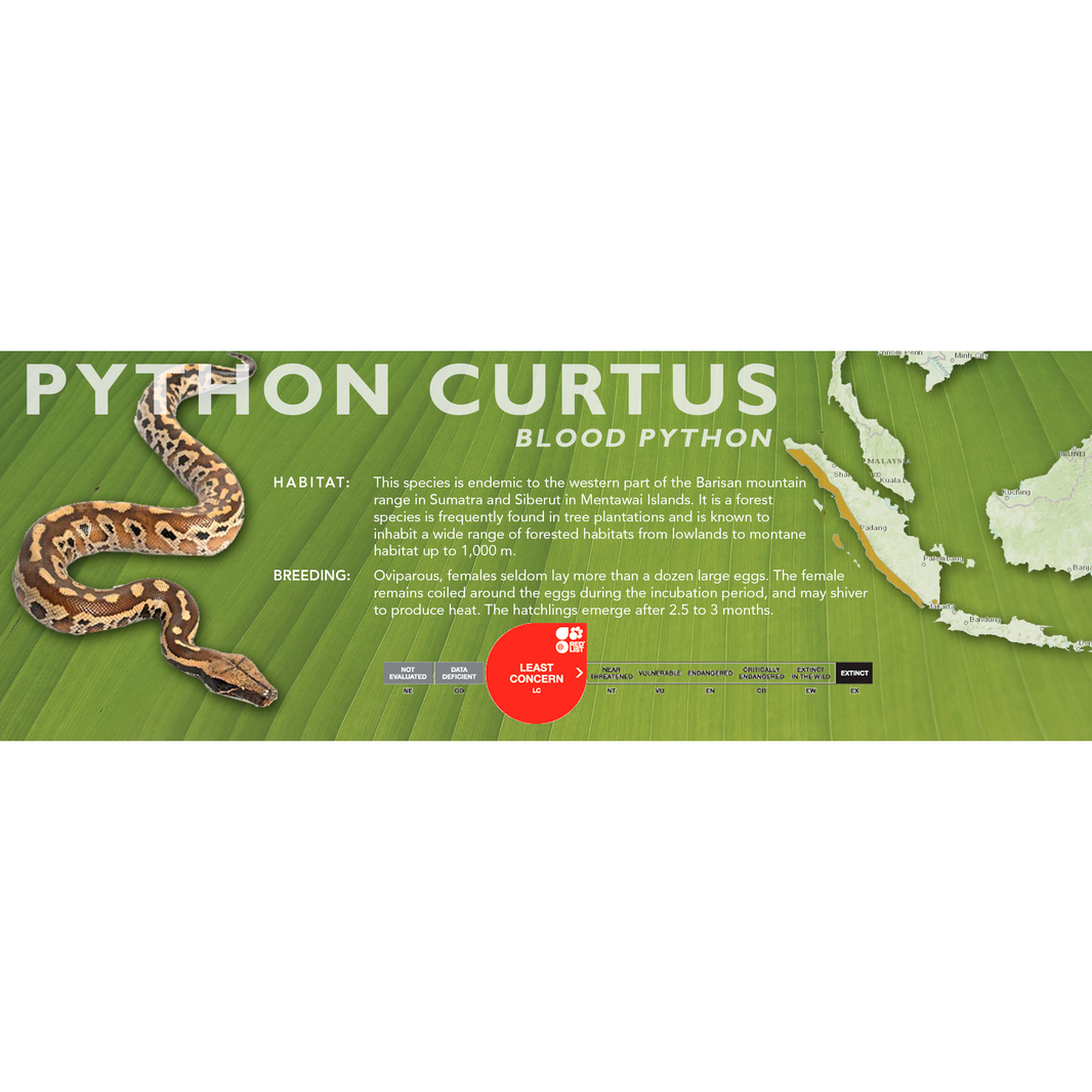 Pythons – Cloud Forest Design