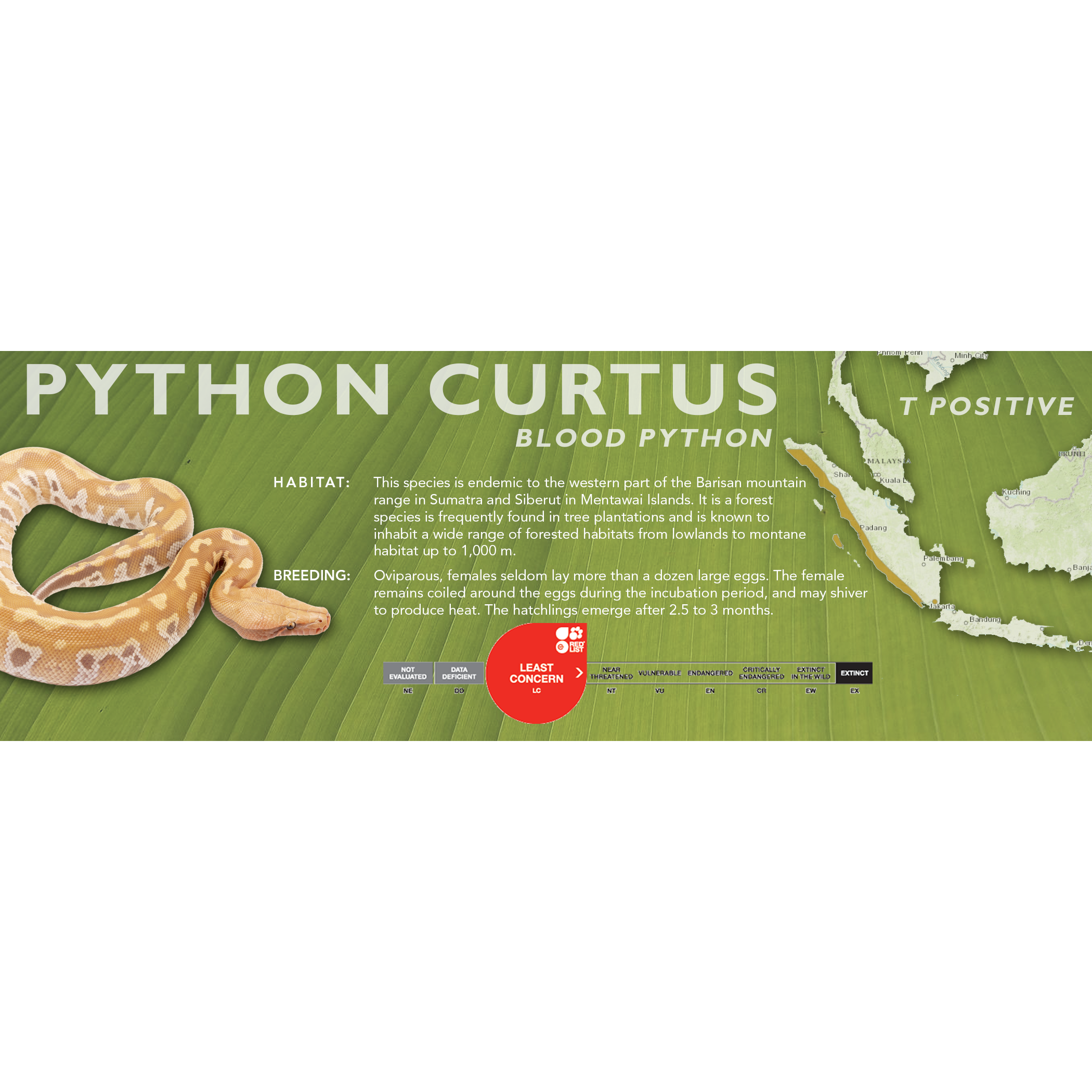 Pythons – Cloud Forest Design