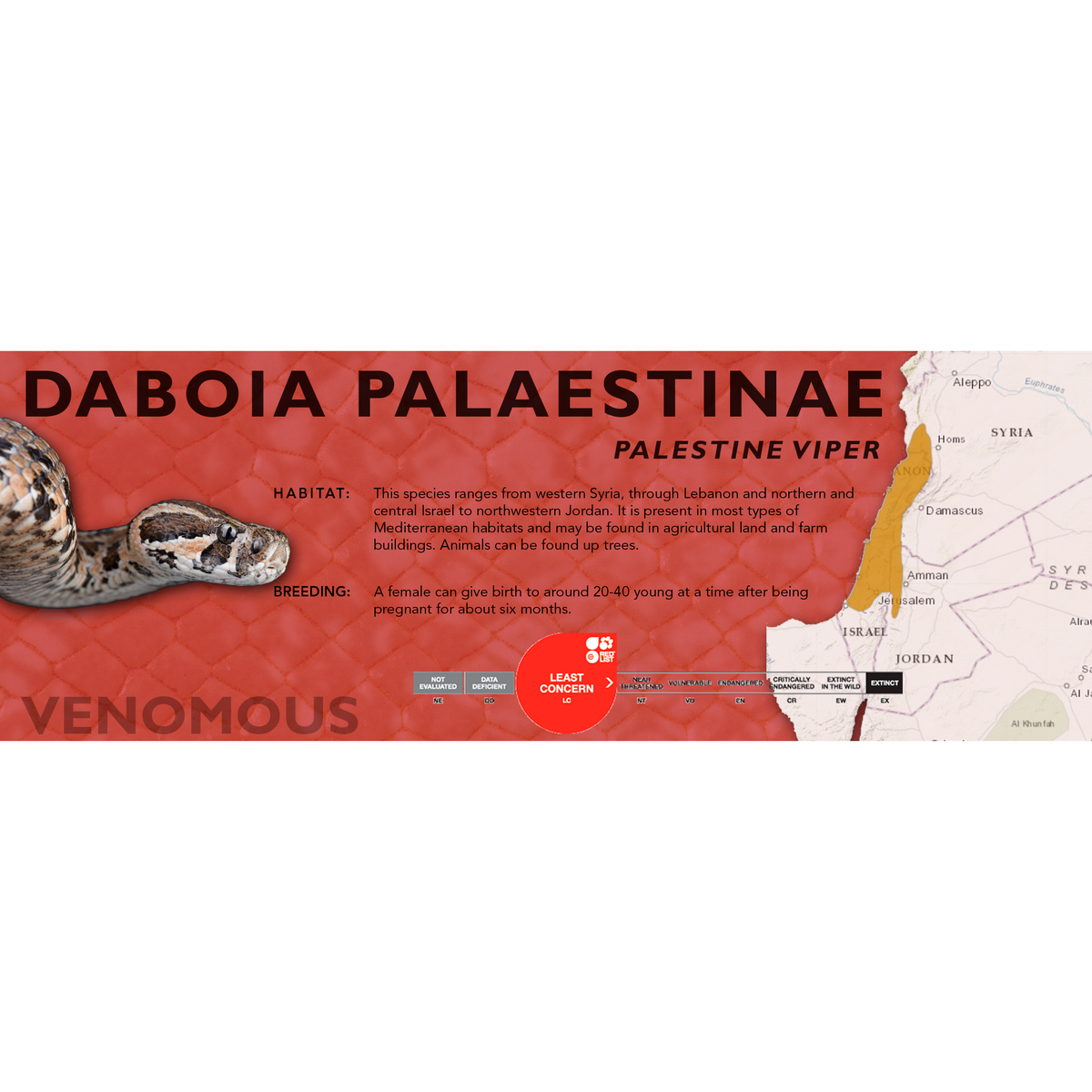 Palestine Viper (Daboia palaestinae) Standard Vivarium Label – Cloud ...