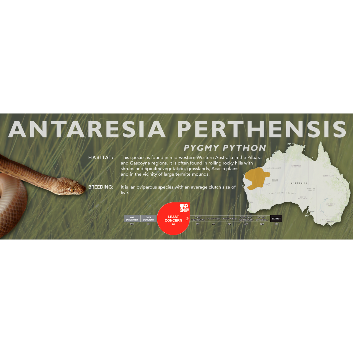 Pygmy Python (Antaresia perthensis) Standard Vivarium Label – Cloud ...