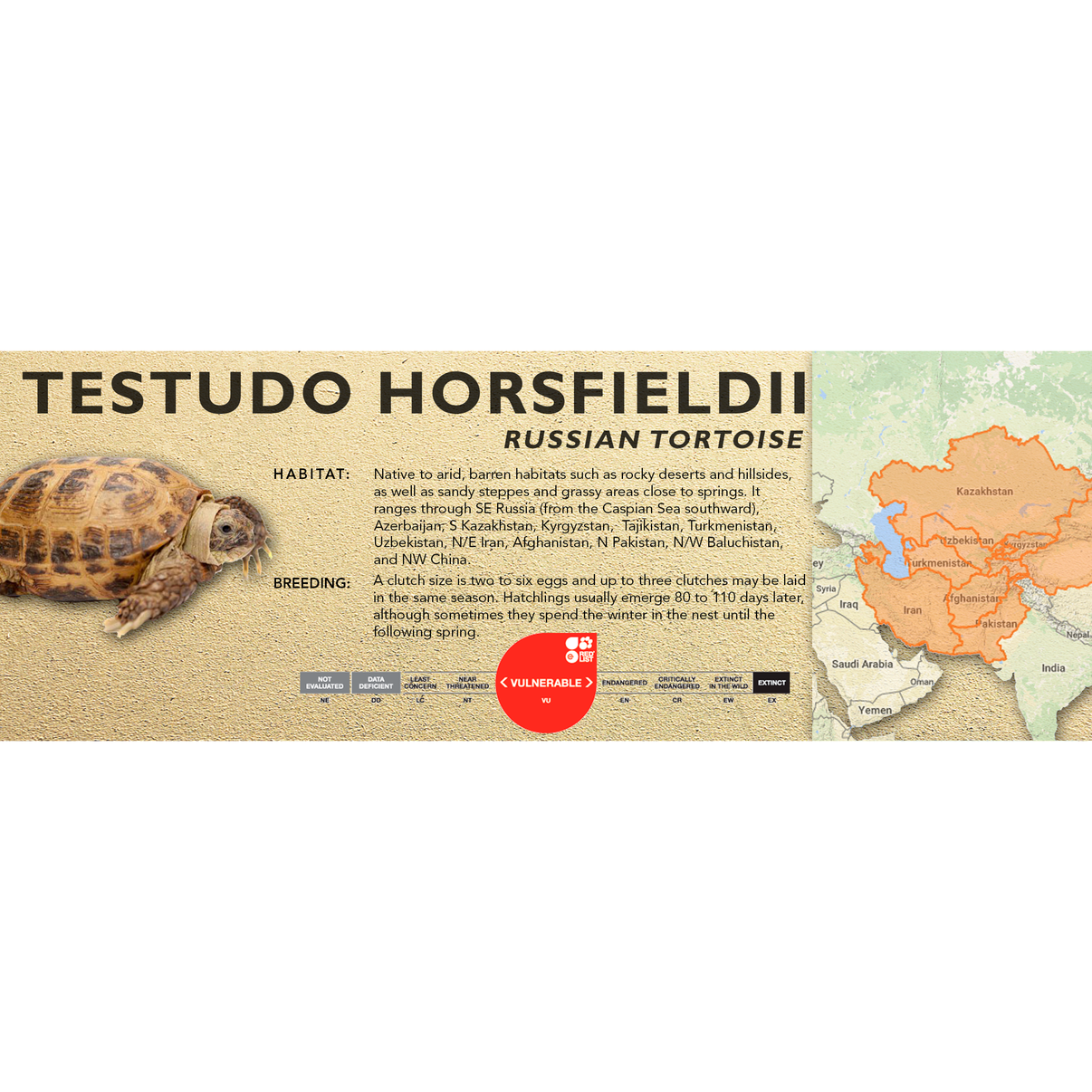 Russian Tortoise (Testudo horsfieldii) - Standard Vivarium Label ...