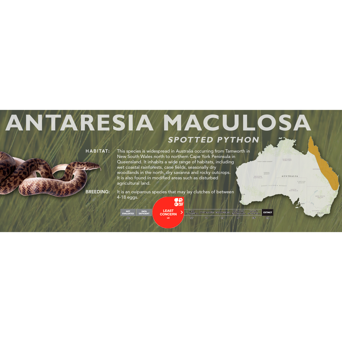 Spotted Python (Antaresia maculosa) Standard Vivarium Label – Cloud ...
