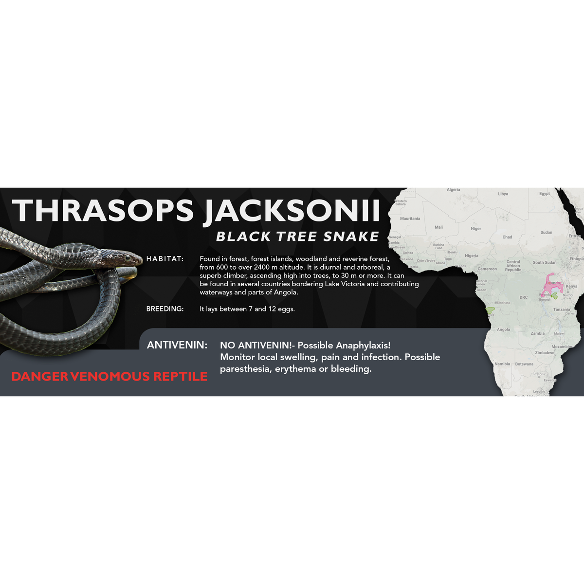 Black Tree Snake (Thrasops jacksonii) Standard Vivarium Label – Cloud ...