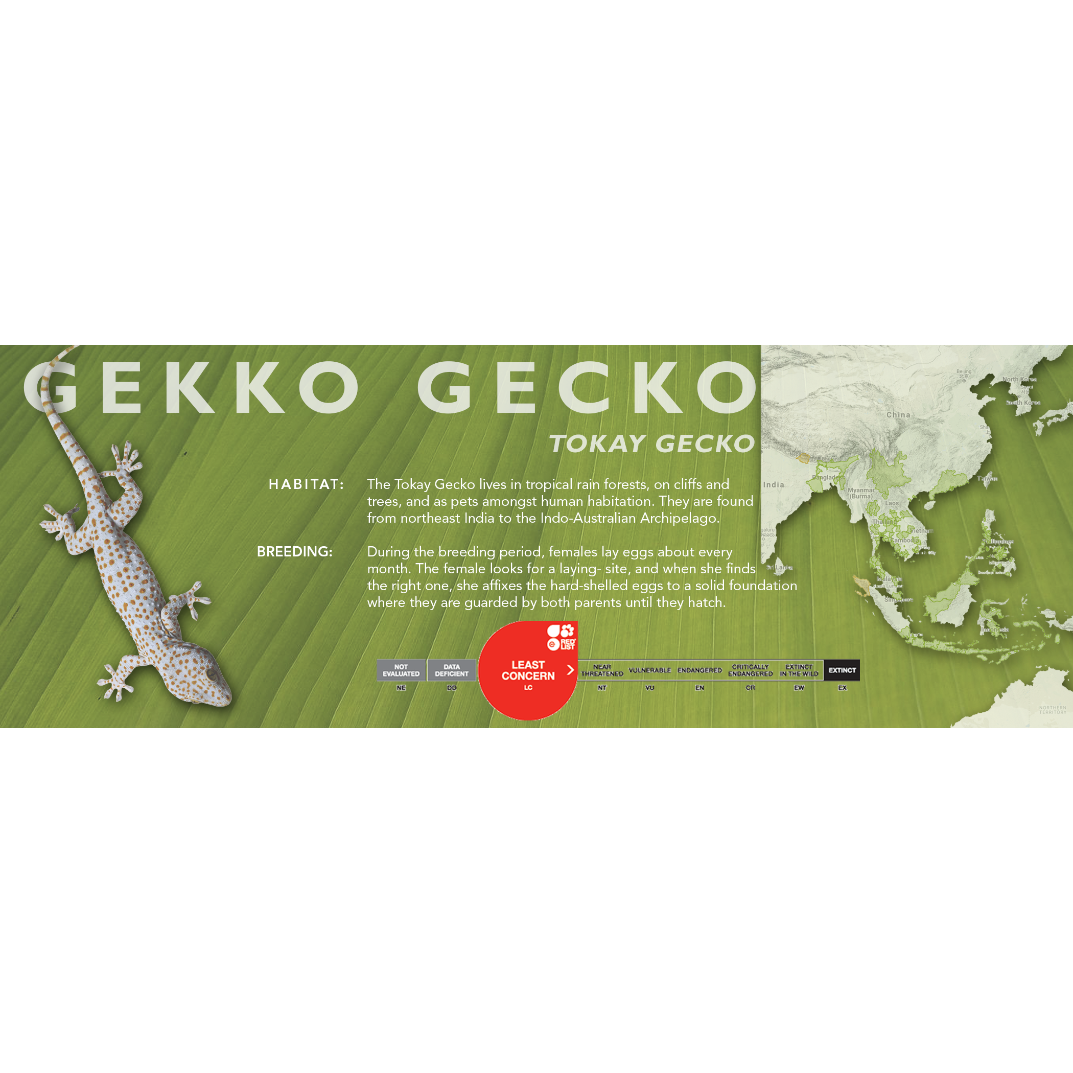 Tokay Gecko Price List